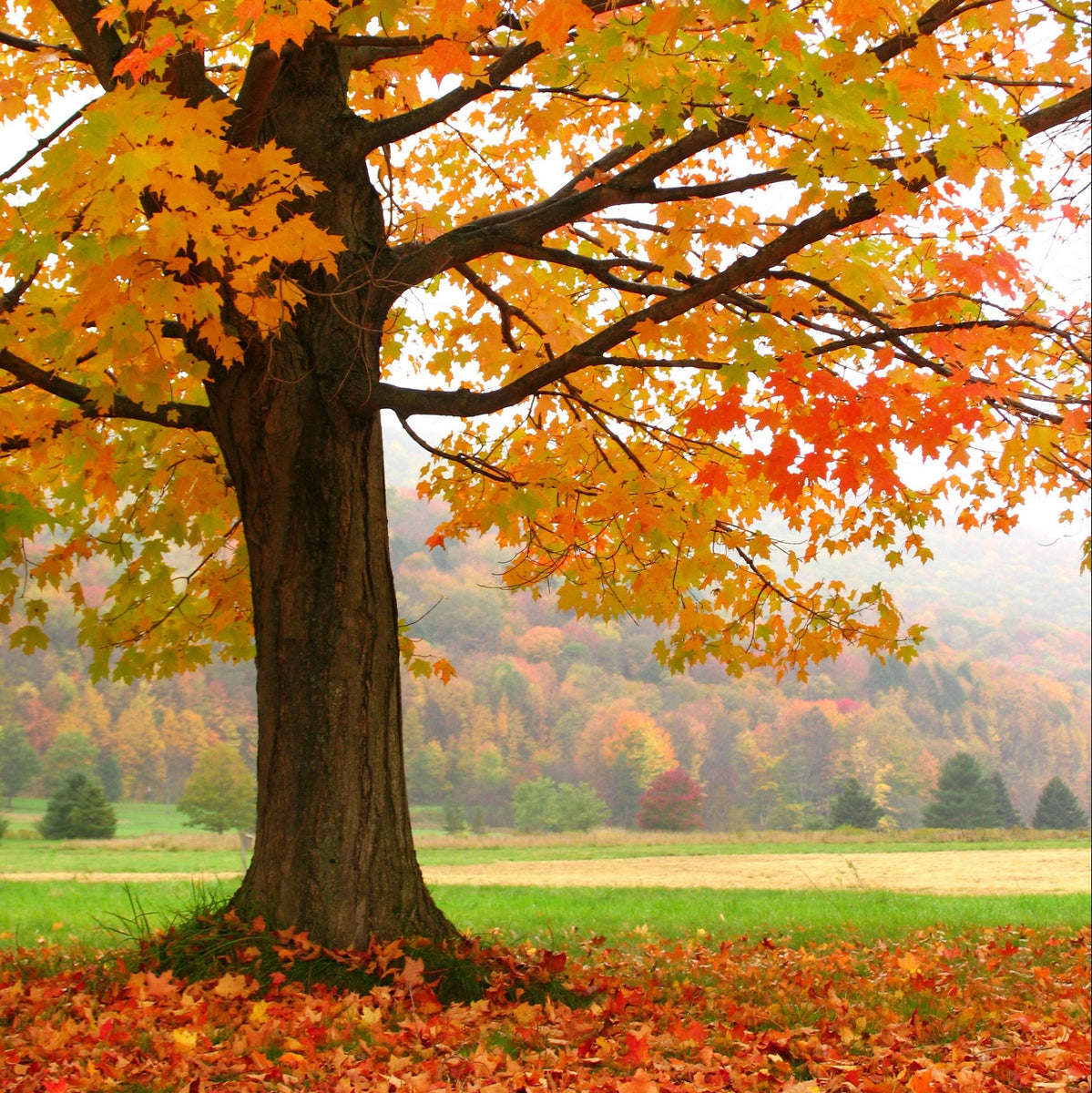 Fall Collection – The Freshie Junkie, LLC